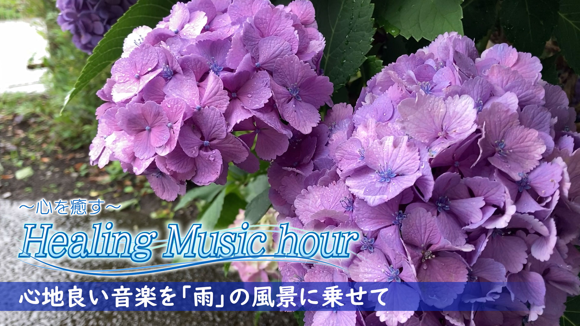 #4「Rain～雨～」 | Healing Music hour | ネットでBS見逃し配信・レンタル・見放題プラン | BS11+(BS11プラス)